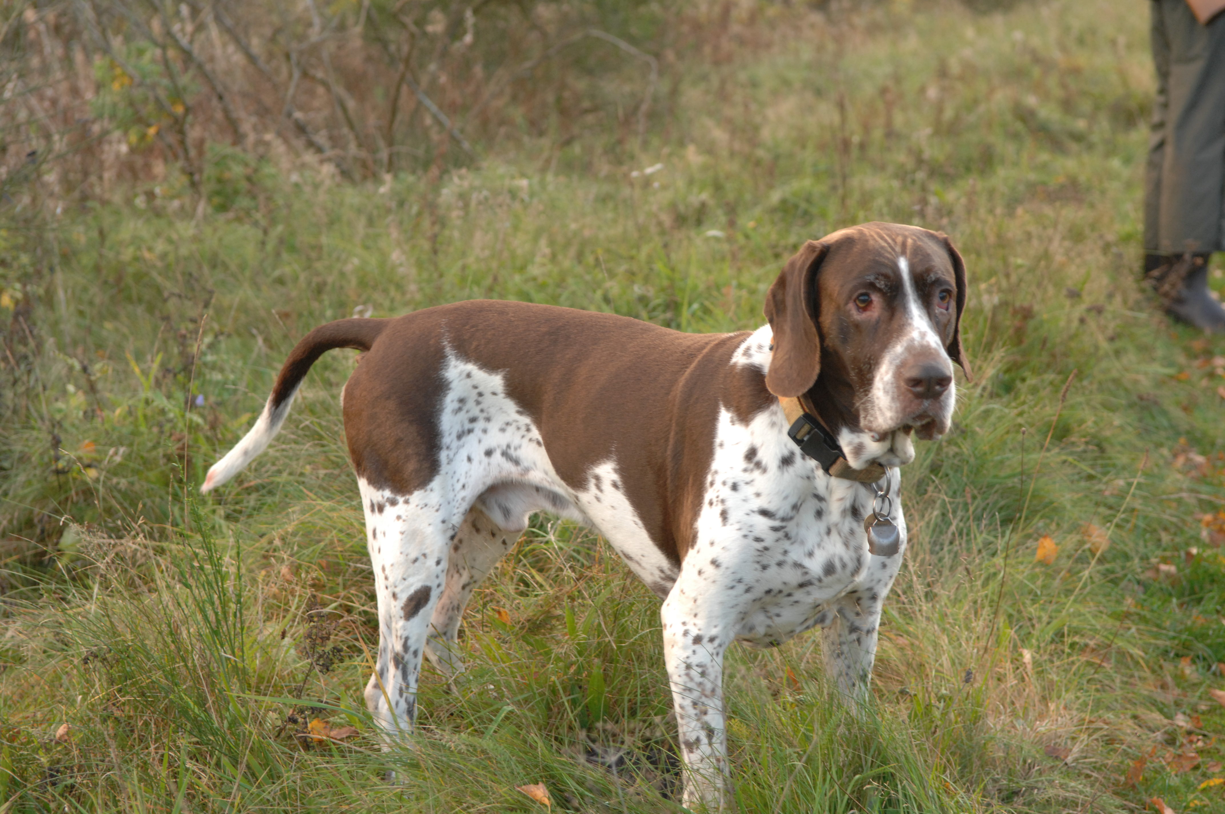 Jagthundens historie - Danmarks Jægerforbund