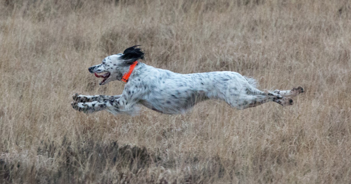 Engelsk setter - Danmarks Jægerforbund