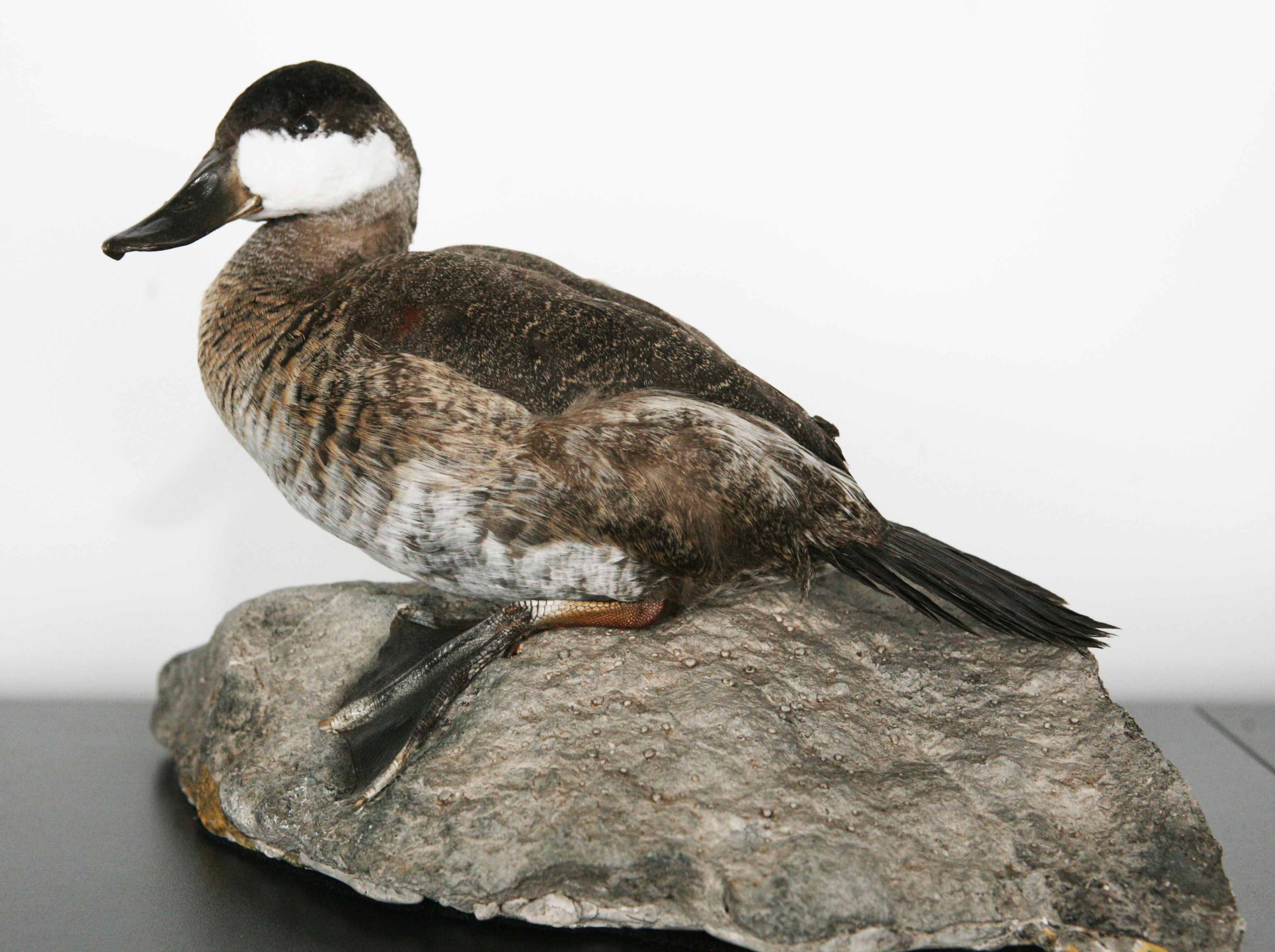 Amerikansk skarveand - Danmarks Jægerforbund