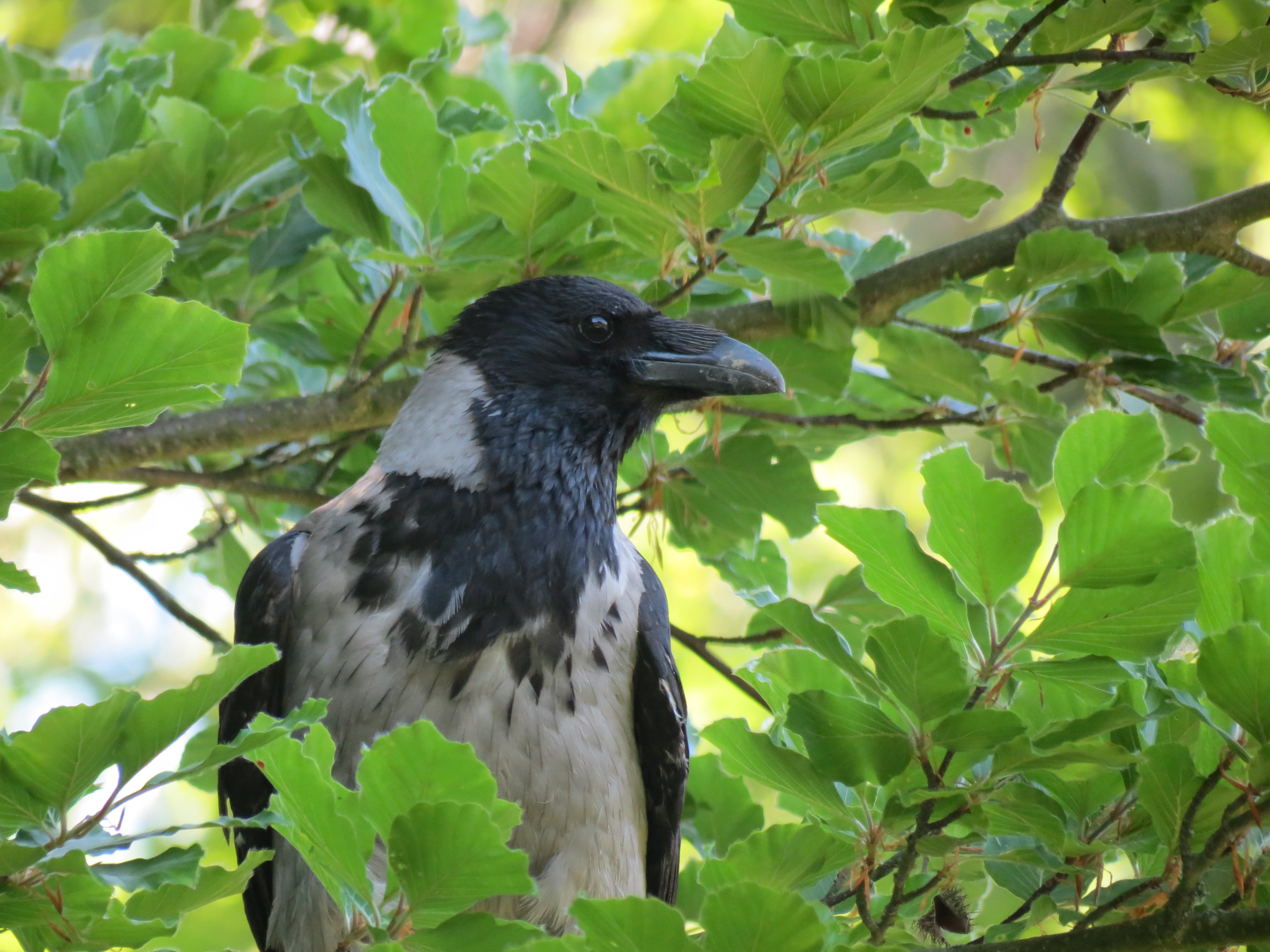 En klog gammel krage - Danmarks Jægerforbund