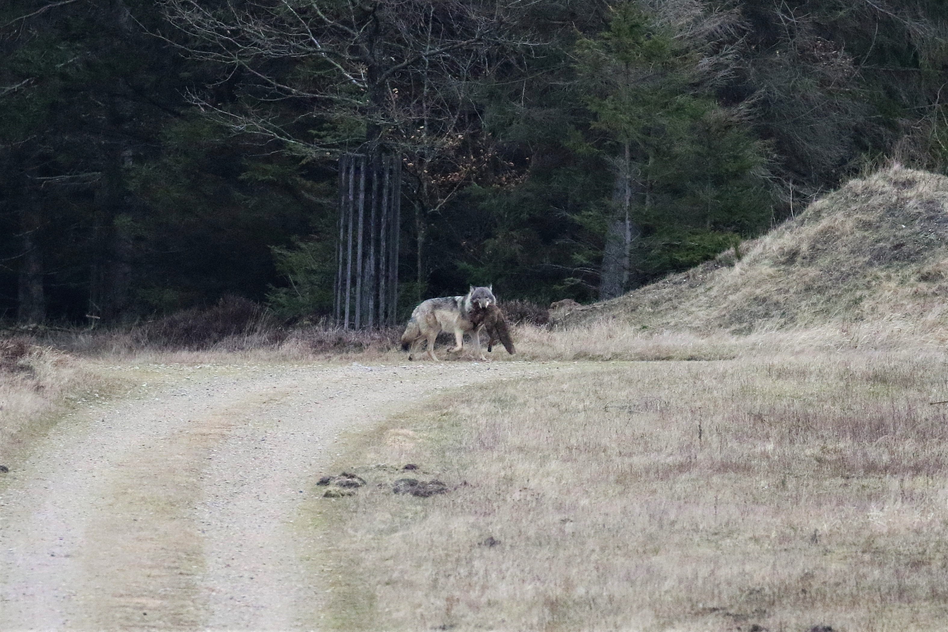 Møde med ulven - Danmarks Jægerforbund