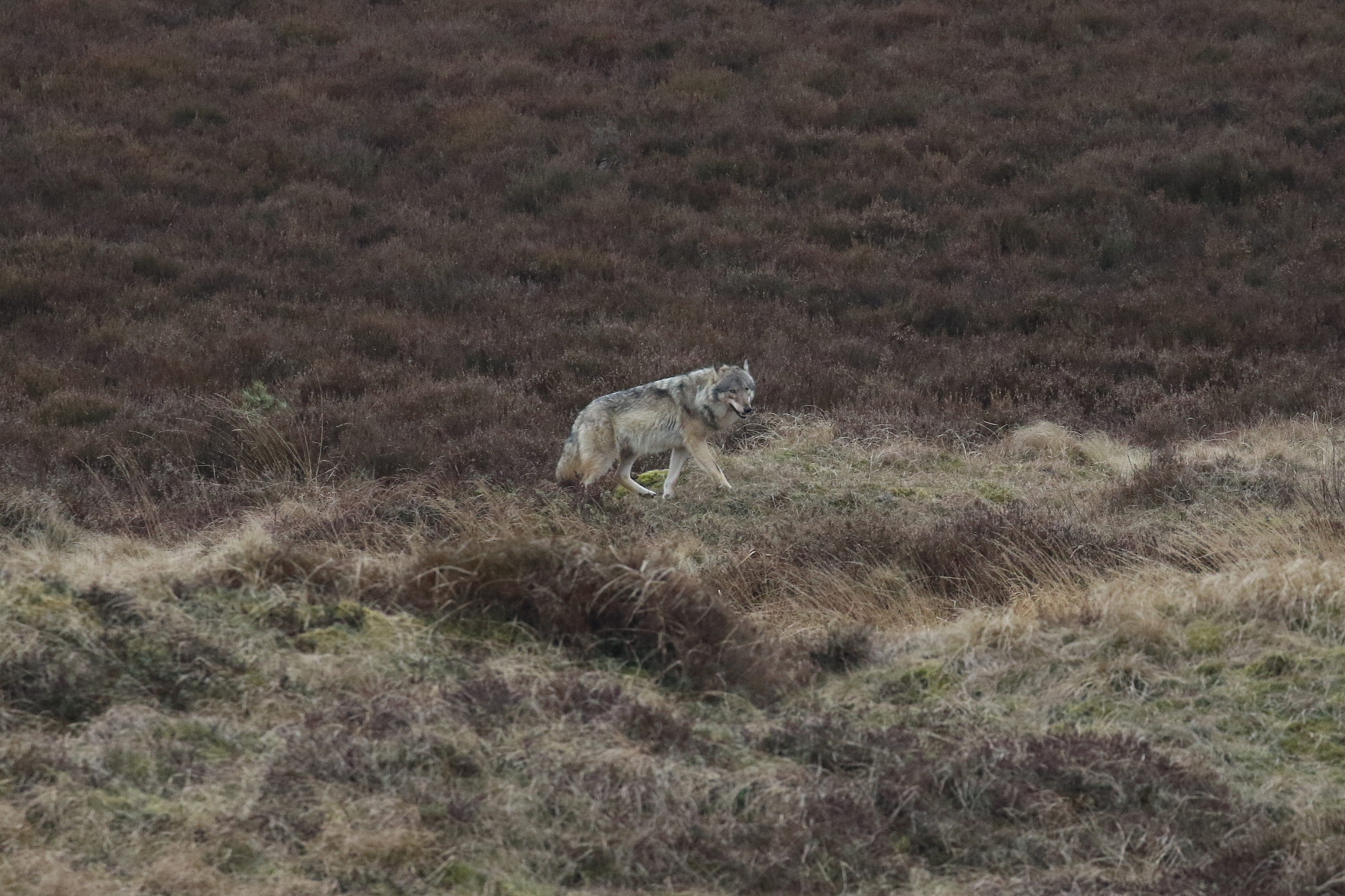 Møde med ulven - Danmarks Jægerforbund