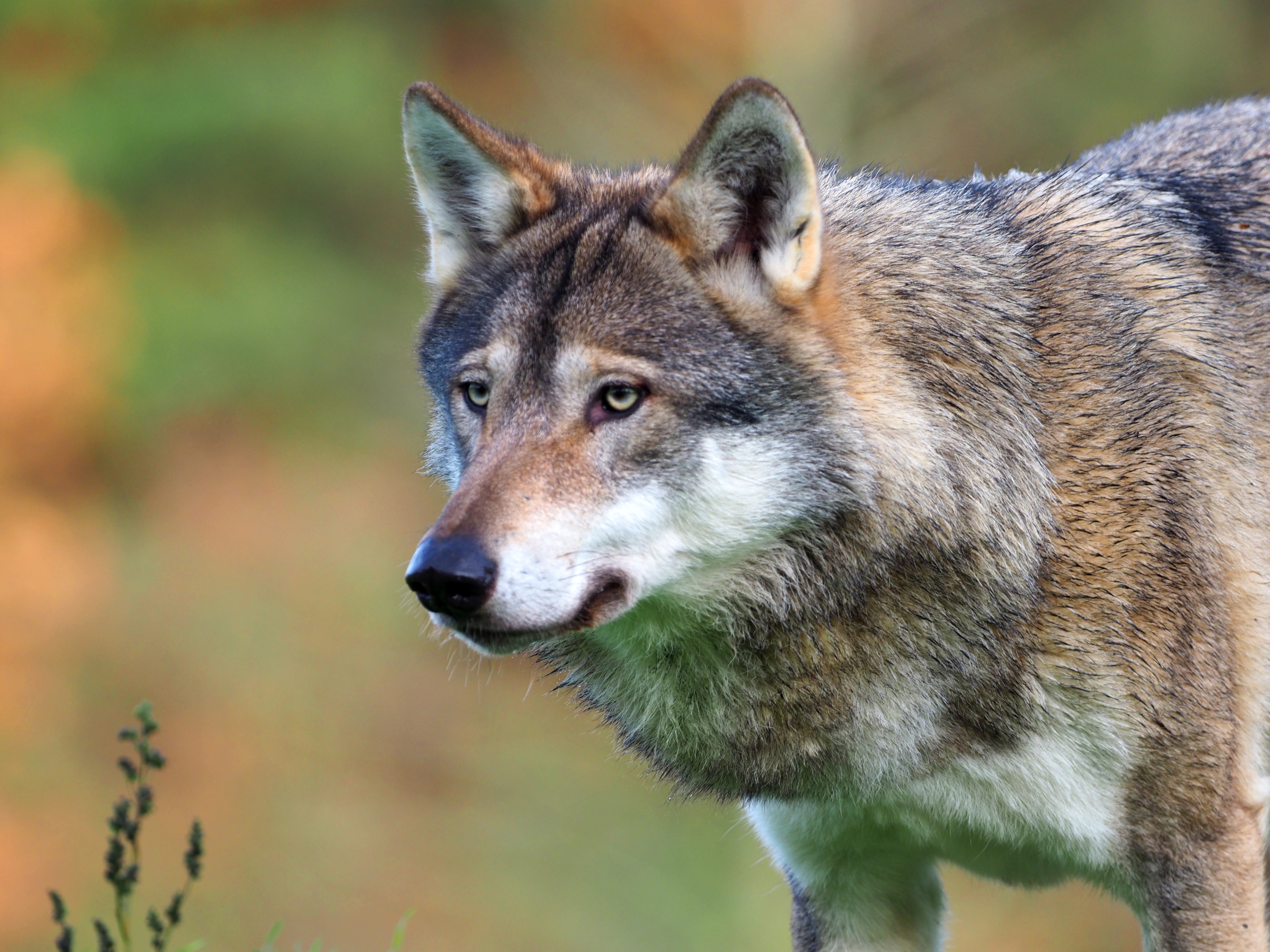 De danske ulve bør forvaltes internationalt - Danmarks Jægerforbund