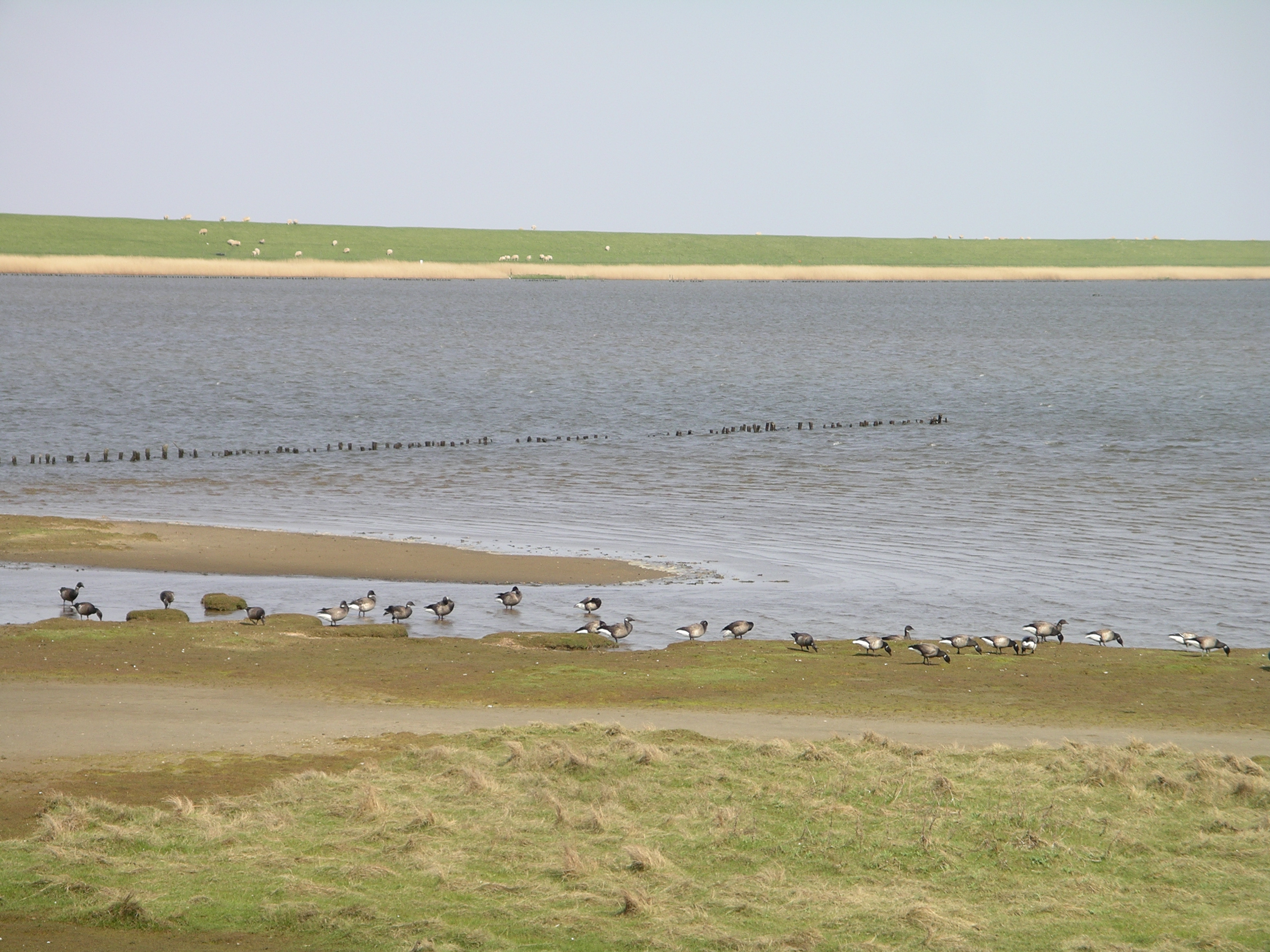 Fugleinfluenza i Vadehavet - Danmarks Jægerforbund