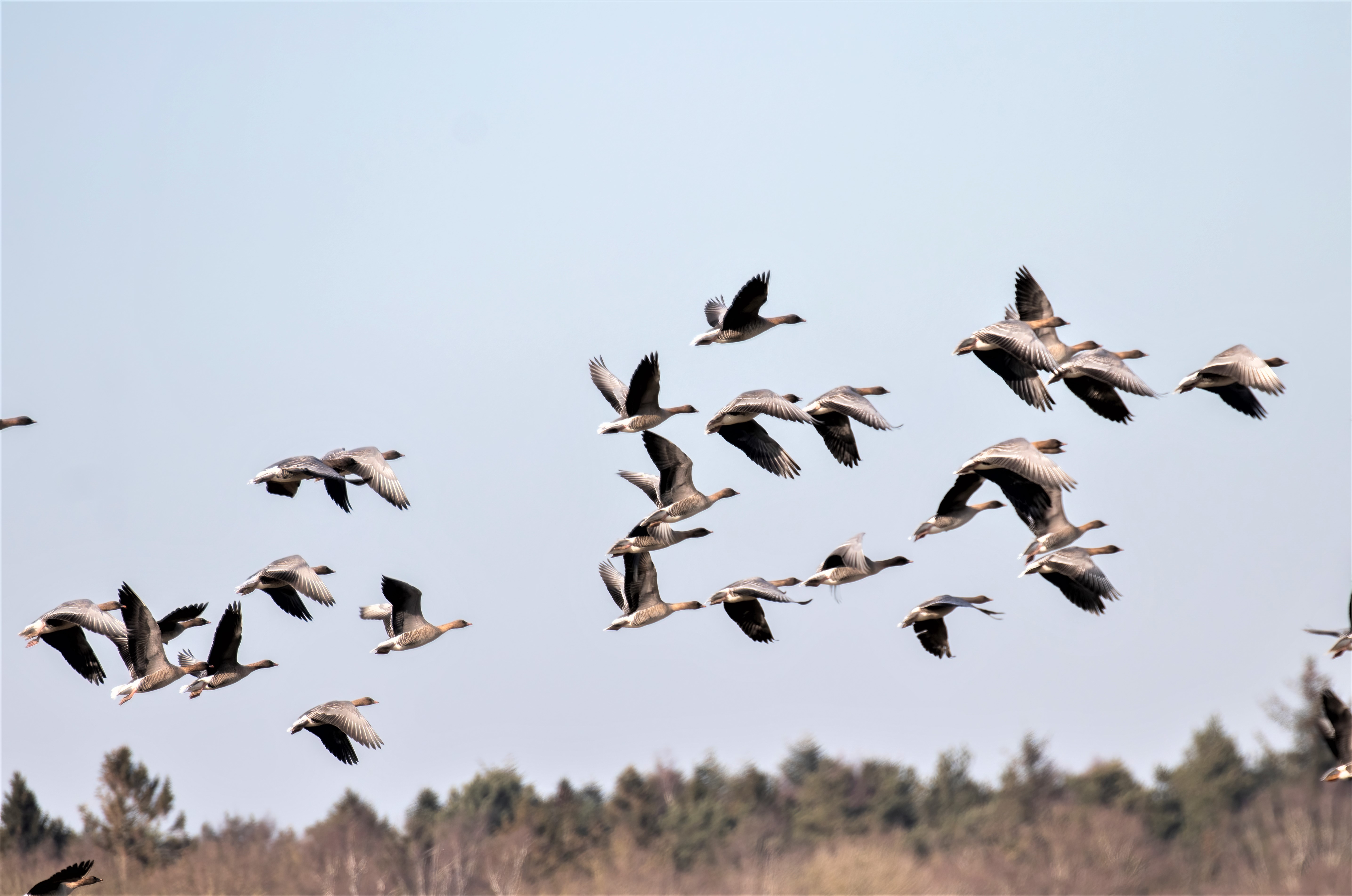 Klimaforandringer ændrer fugles trækruter - Danmarks Jægerforbund