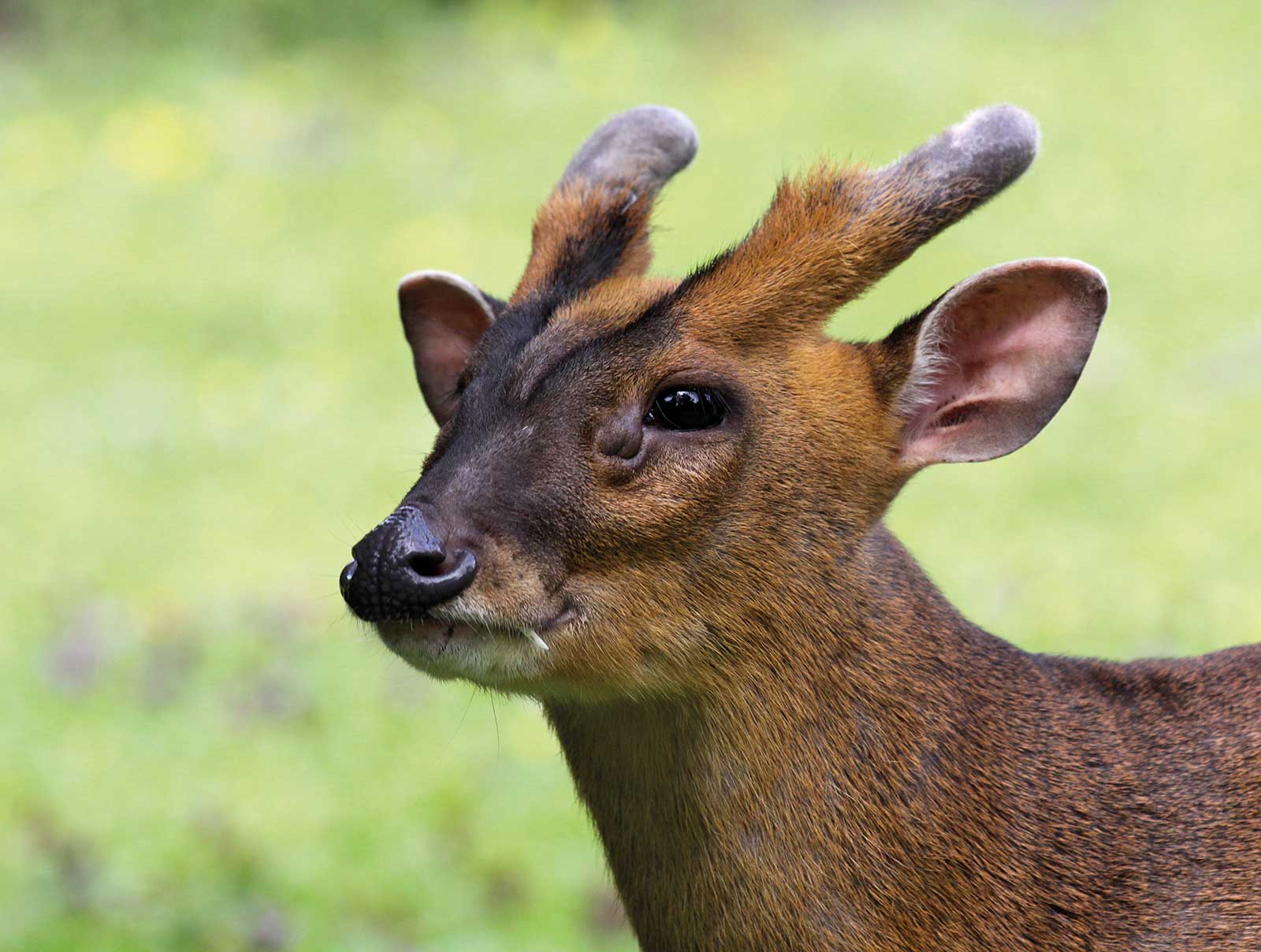 Invasiv muntjakhjort løs på Sydfyn - Danmarks Jægerforbund