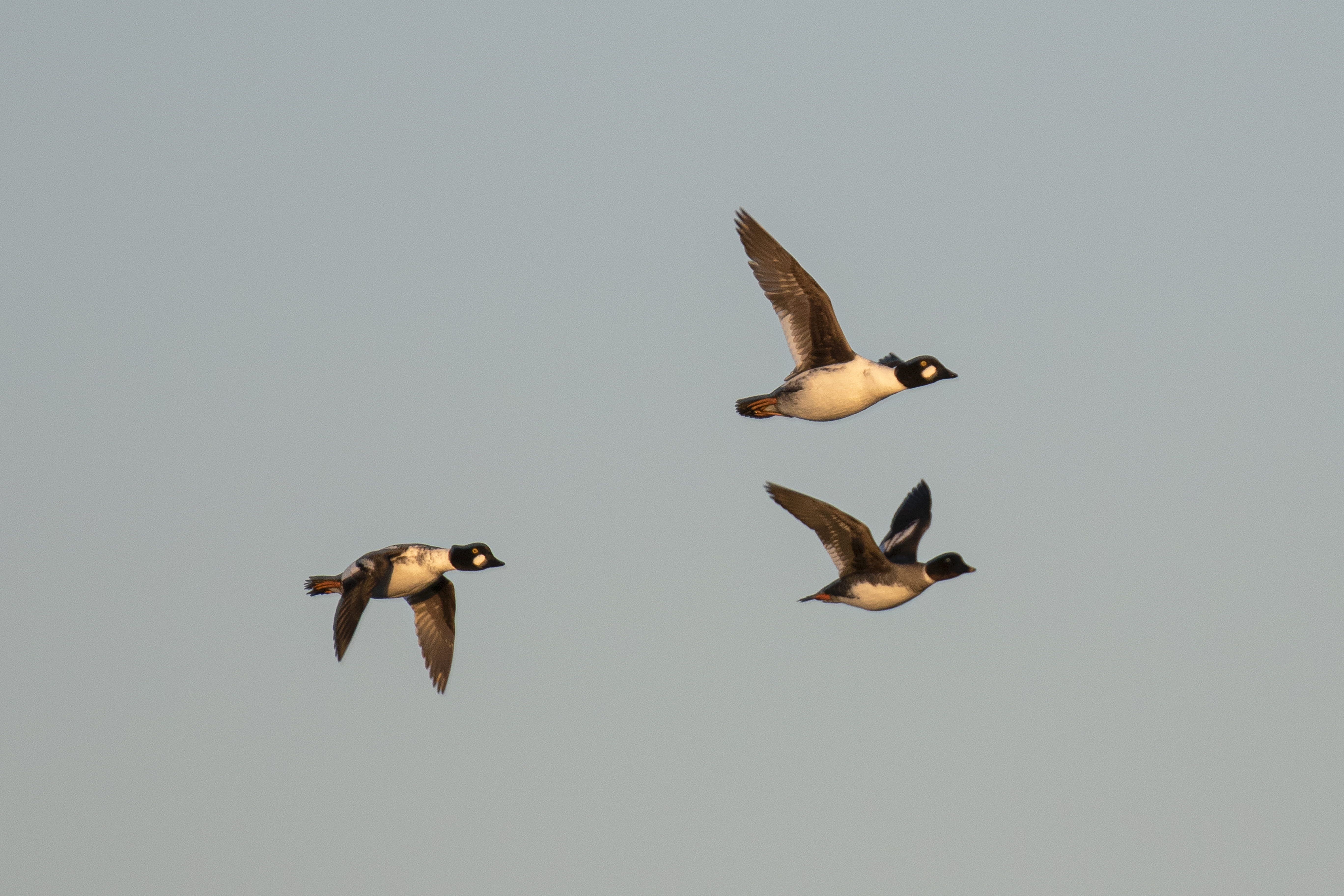 Fugle ved kyst og hav - hvert næb sin niche - Danmarks Jægerforbund