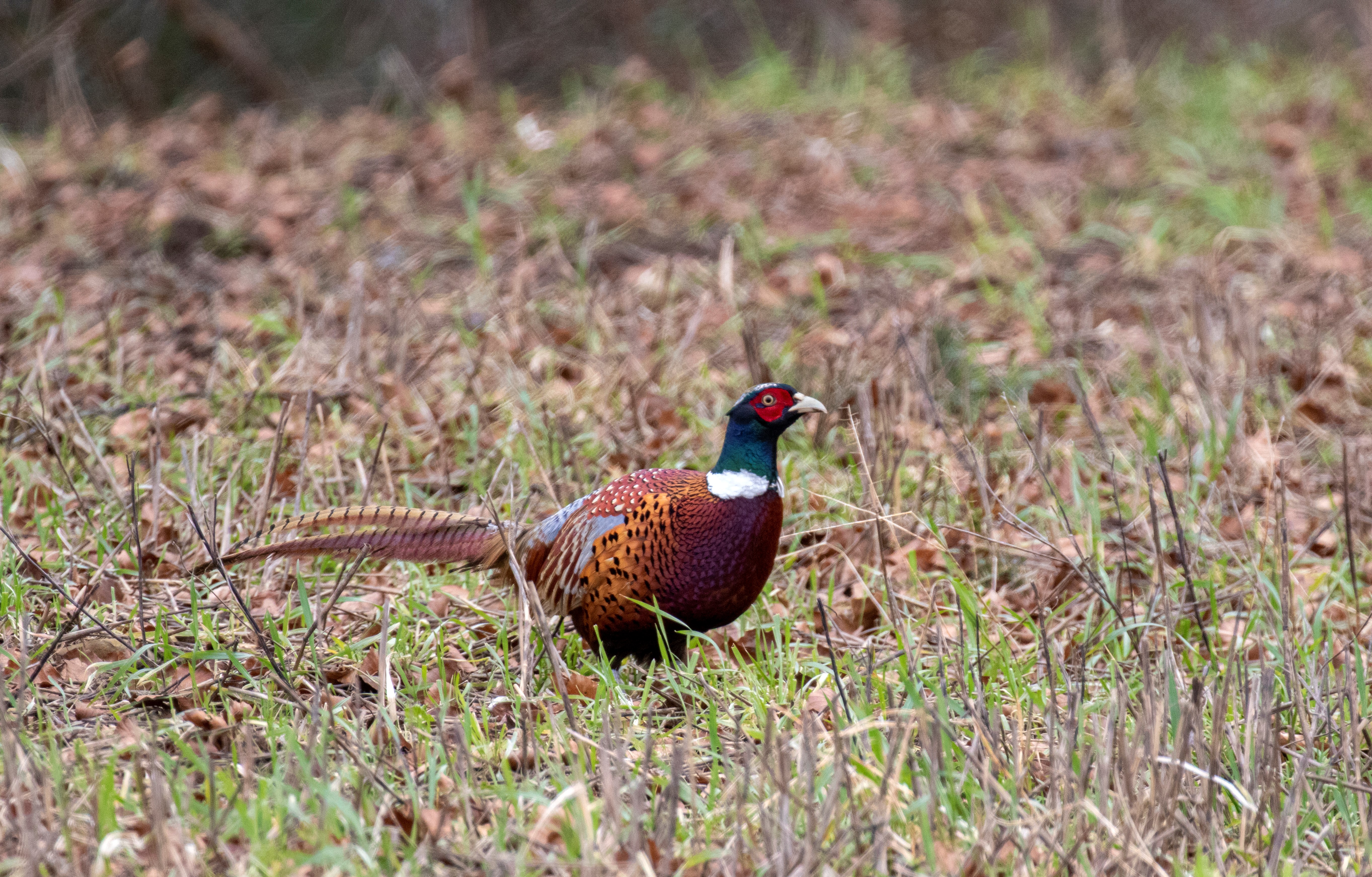 Rapport om udsætning af fasaner til jagt - Danmarks Jægerforbund