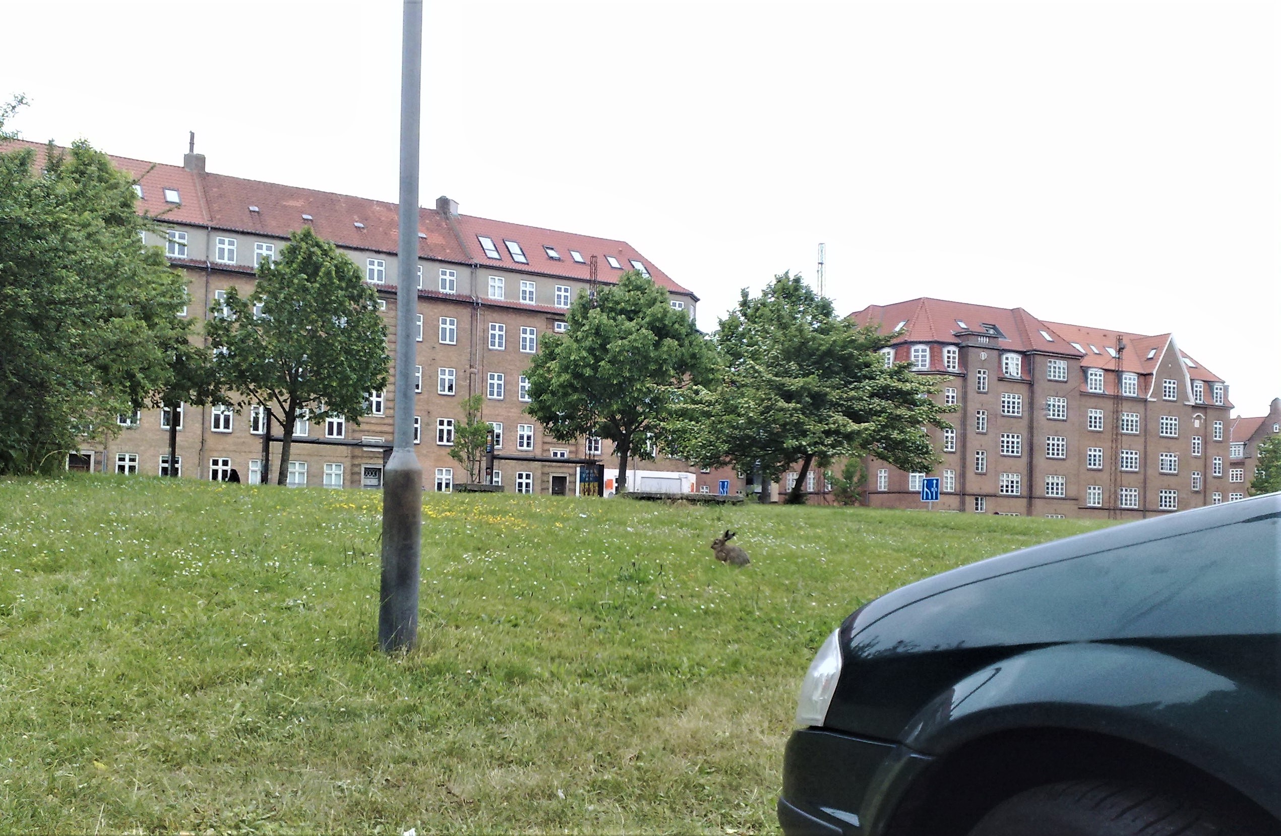 Flere harer er hoppet fra landet ind til byen - Danmarks Jægerforbund