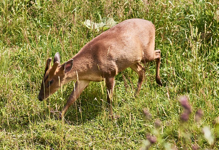 Muntjak på kornet: ”Dén chance kommer næppe igen!” - Danmarks Jægerforbund