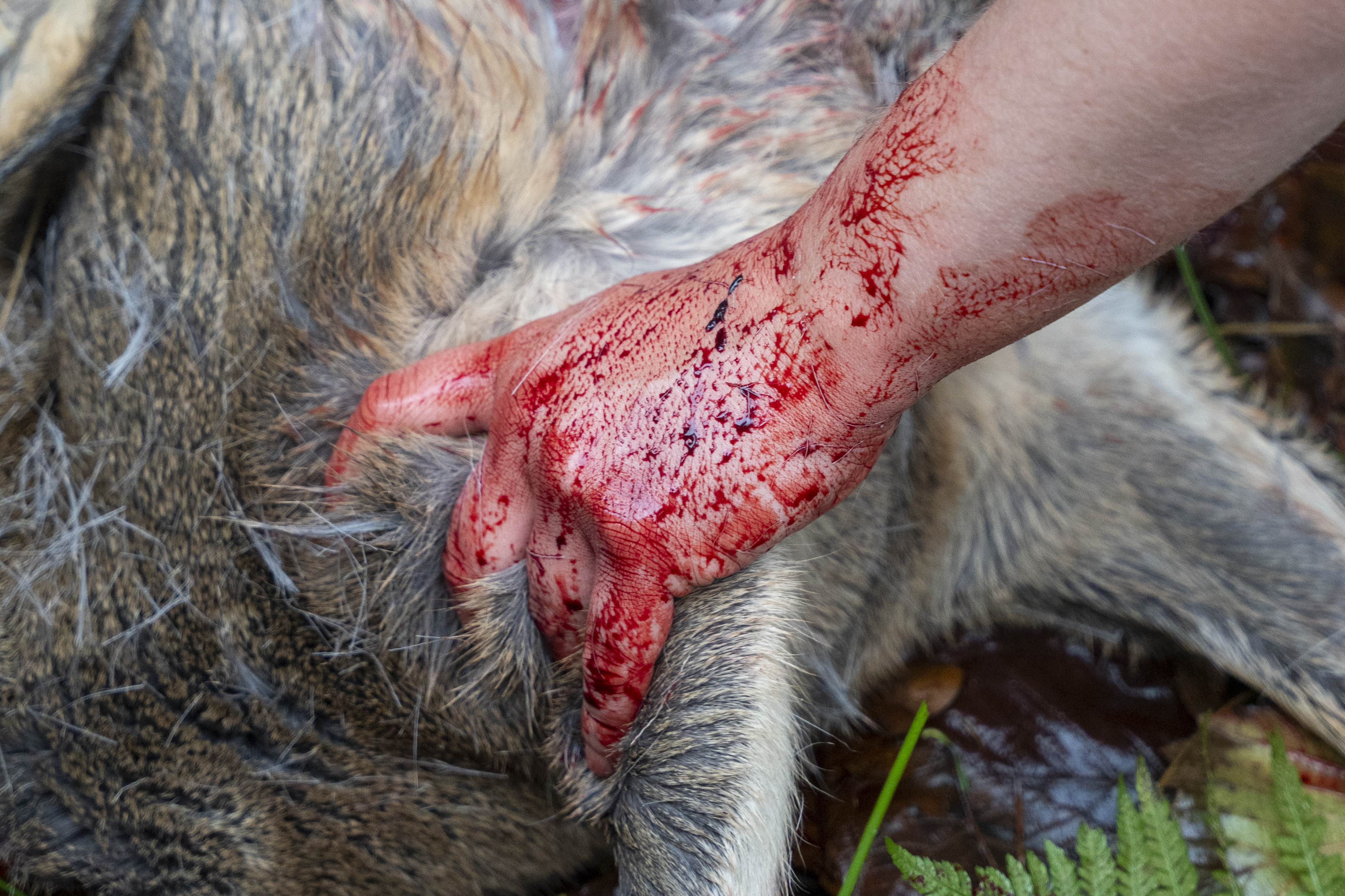 Søger blod fra vildt! ALT vildt kan bruges - Danmarks Jægerforbund