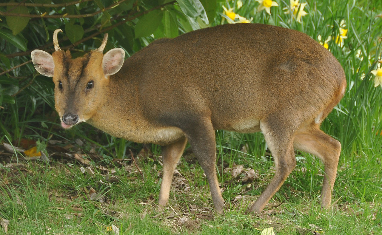 Muntjac? – Jægerforbundet siger nej tak! - Danmarks Jægerforbund