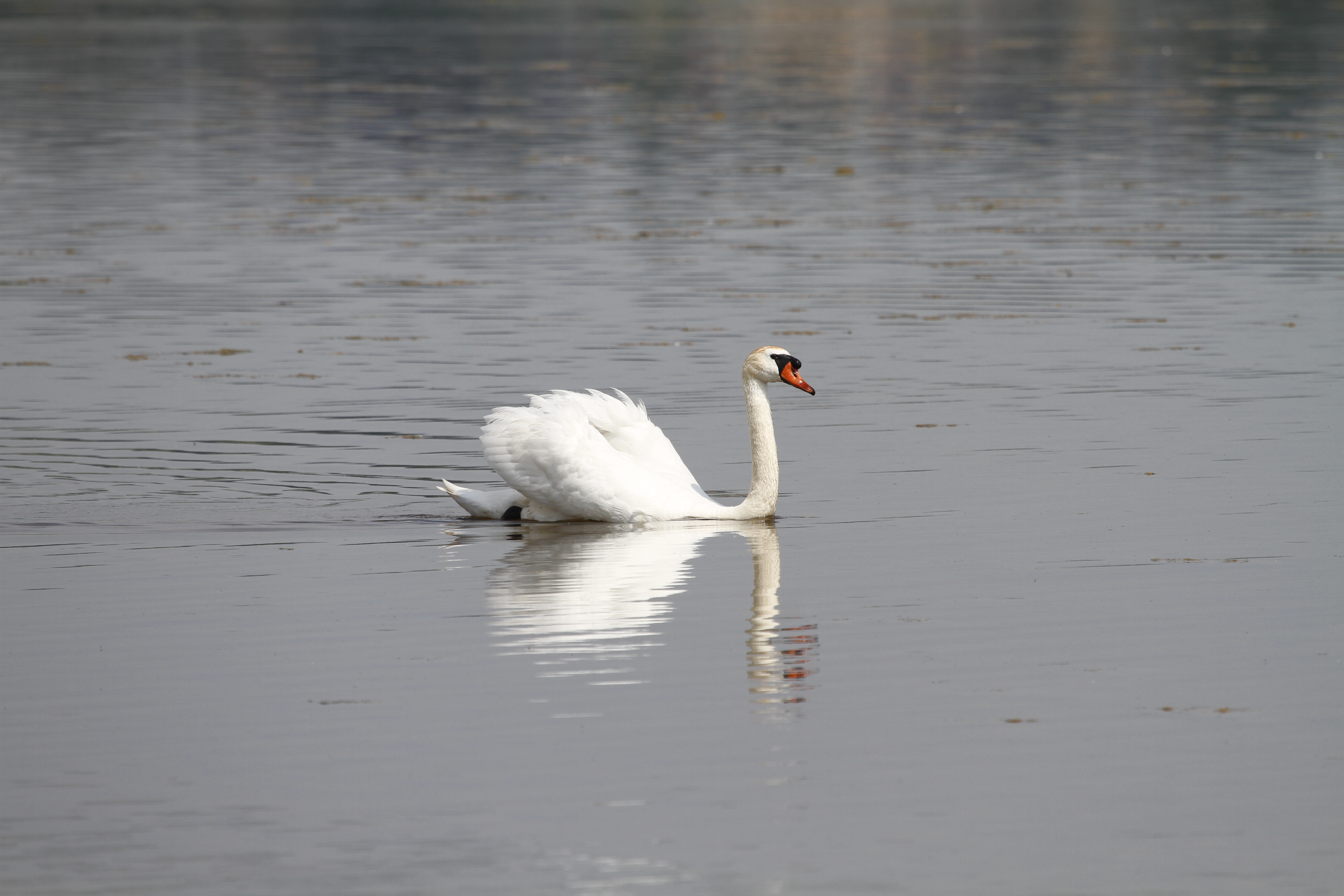 Fakta om svaner - Danmarks Jægerforbund