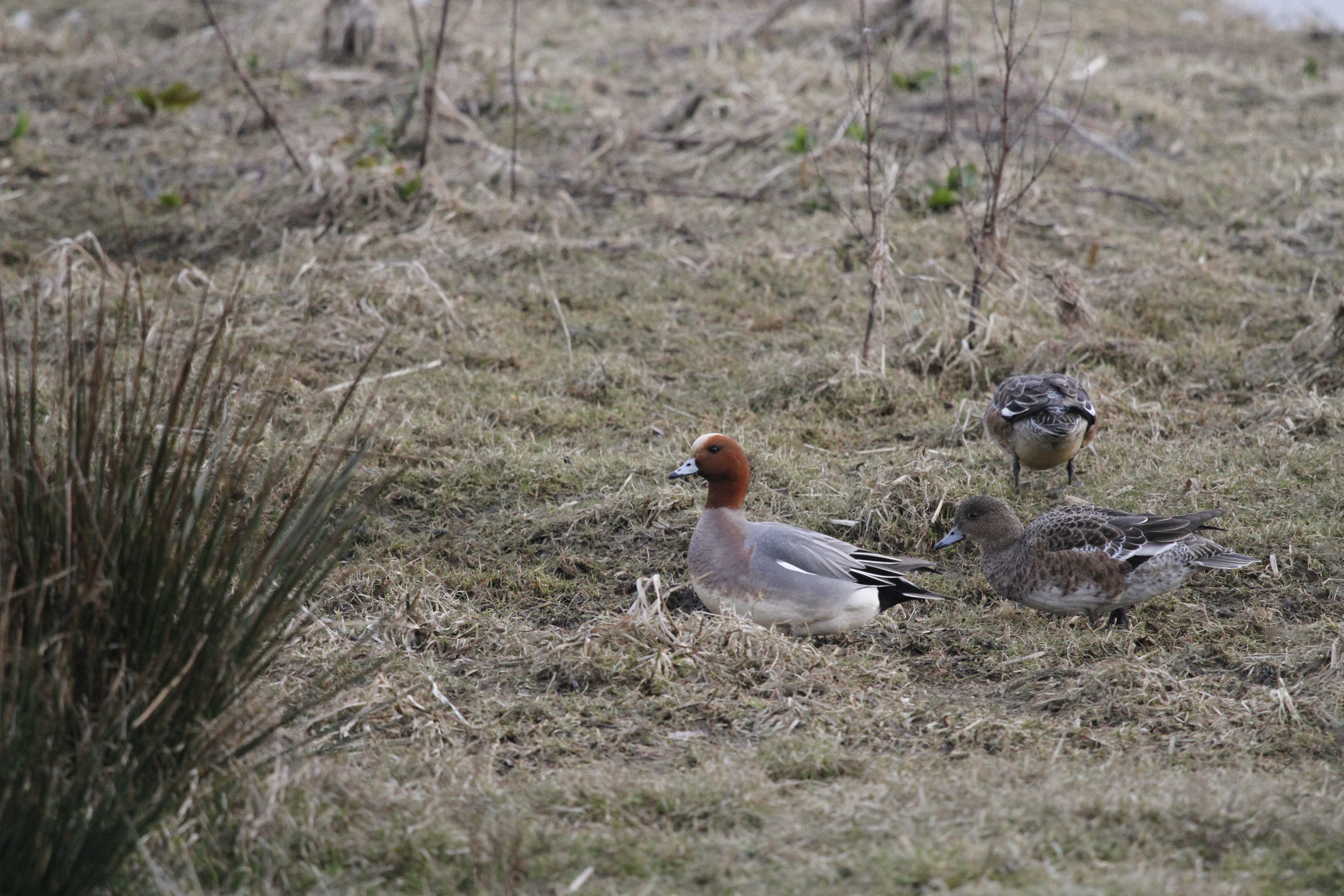 Pibeand - Danmarks Jægerforbund