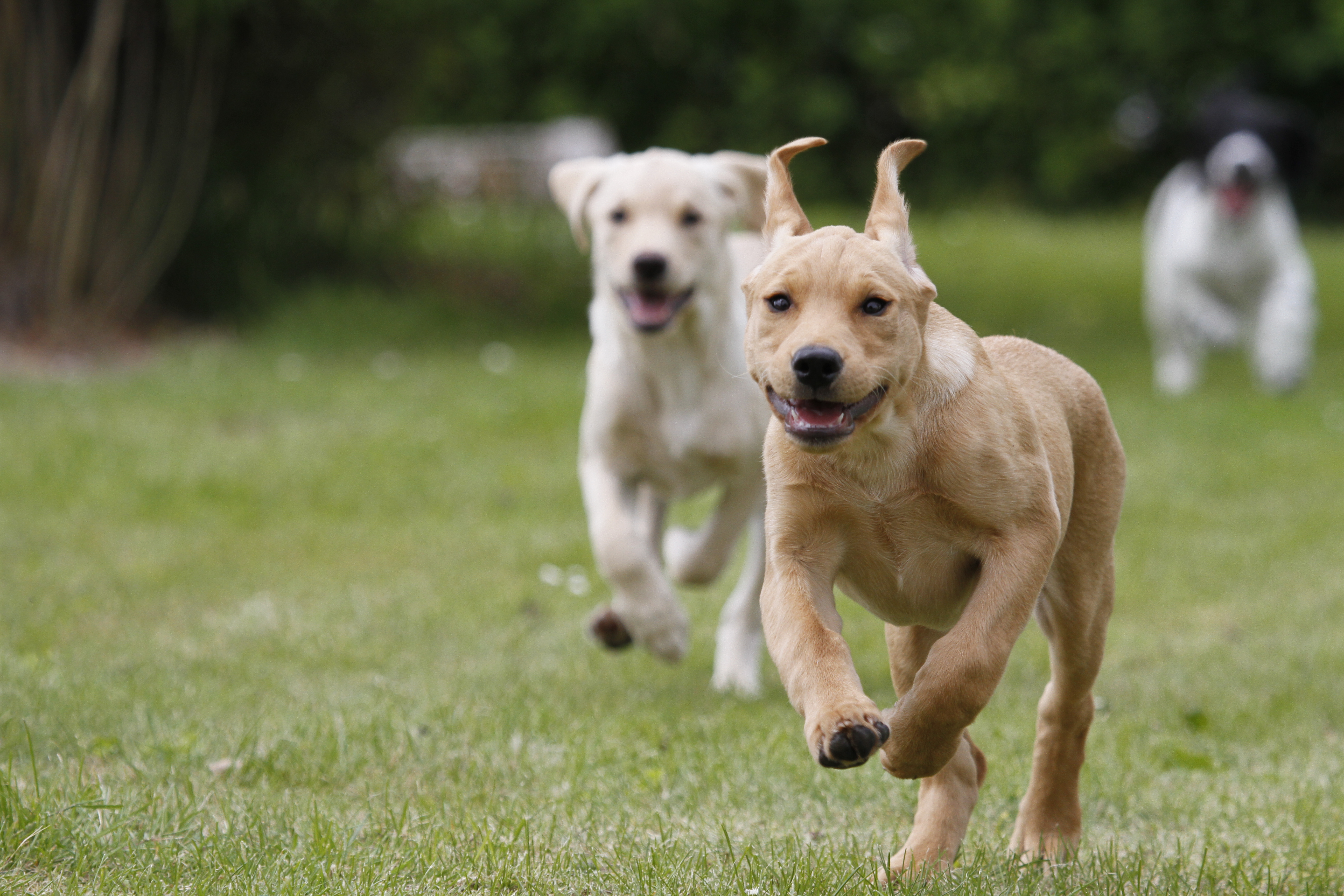Jagthund - Danmarks Jægerforbund