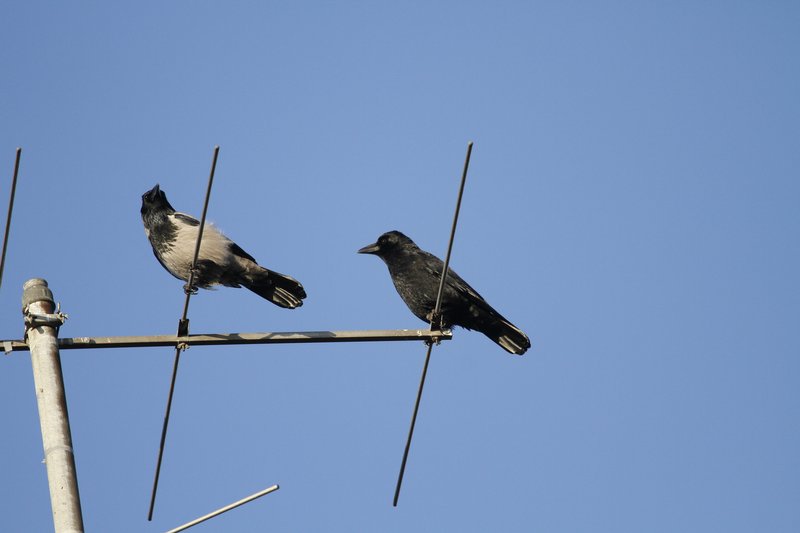 Gråkrage og sortkrage - Danmarks Jægerforbund