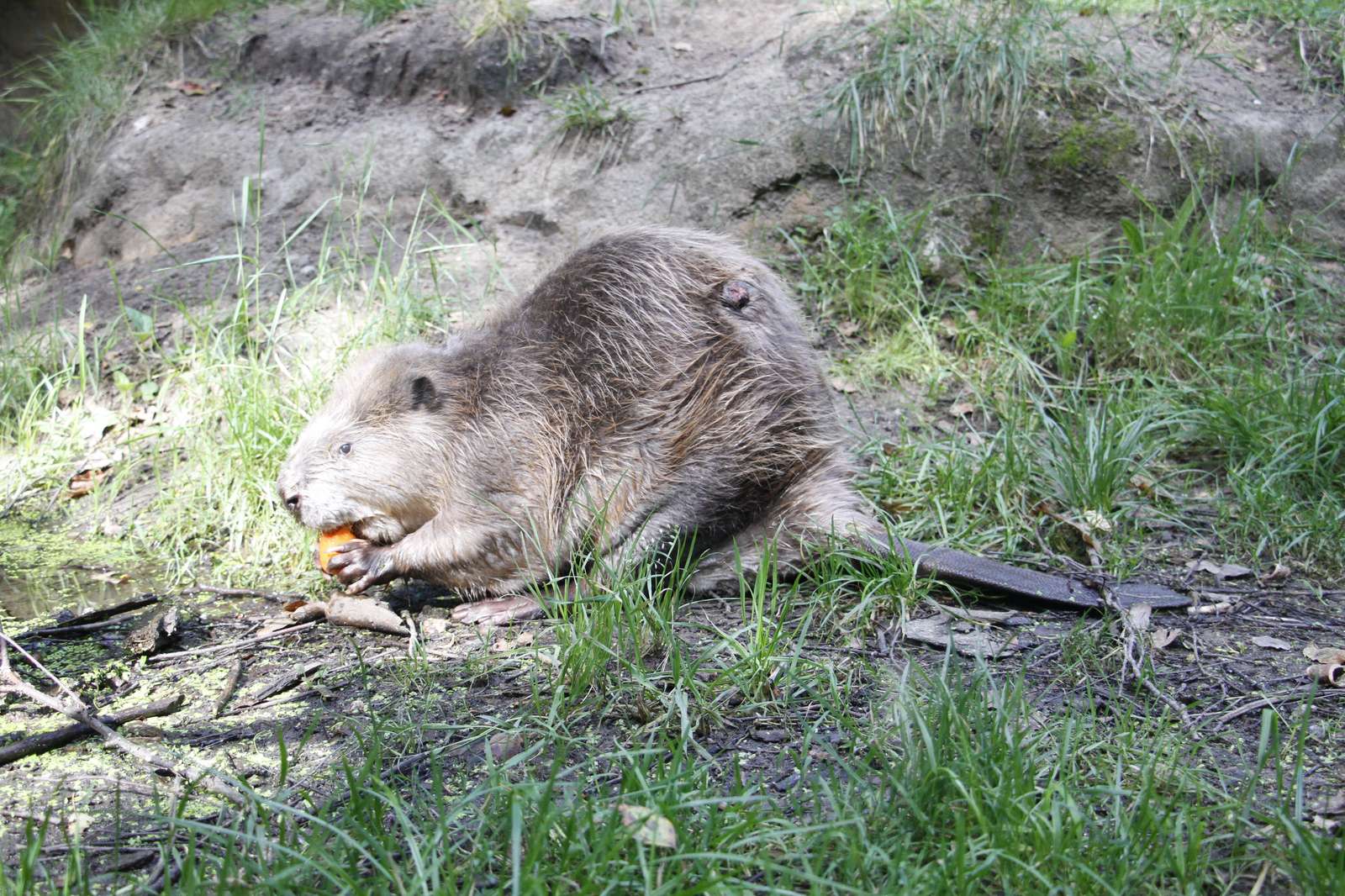 Bæver - Danmarks Jægerforbund