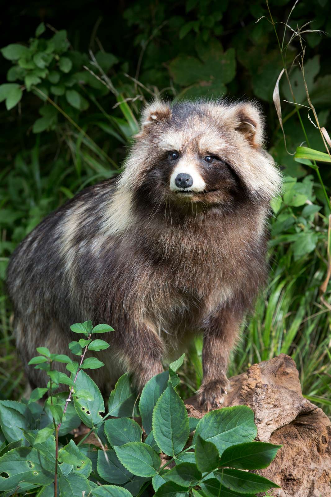 Leksikon, fakta og viden om mårhund - Danmarks Jægerforbund