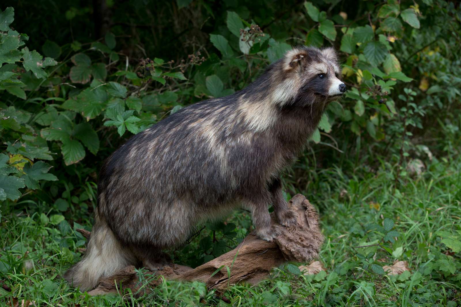 Leksikon, fakta og viden om mårhund - Danmarks Jægerforbund
