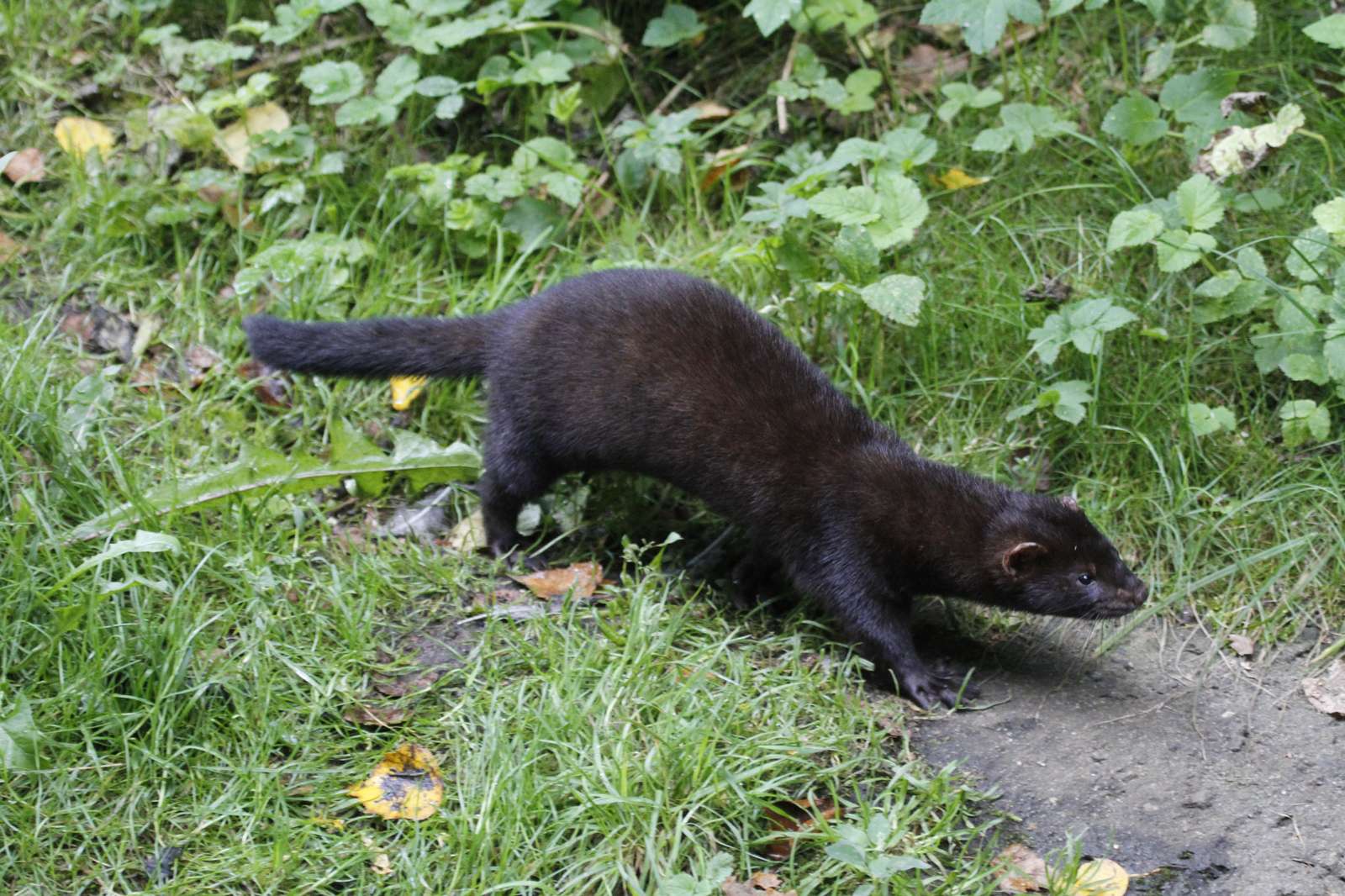Leksikon, fakta og viden om mink - Danmarks Jægerforbund