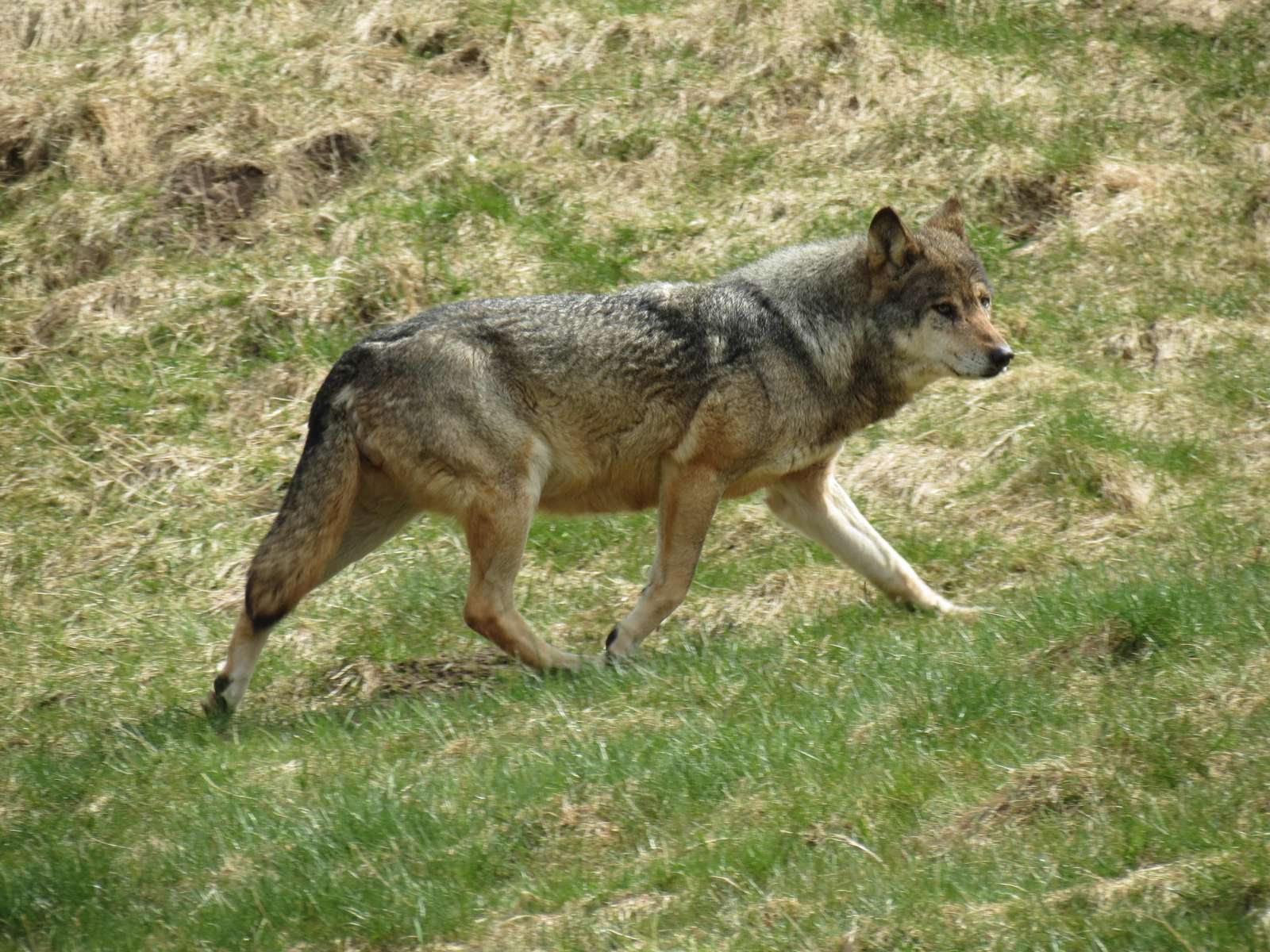 Ulv: Stort tema - Danmarks Jægerforbund