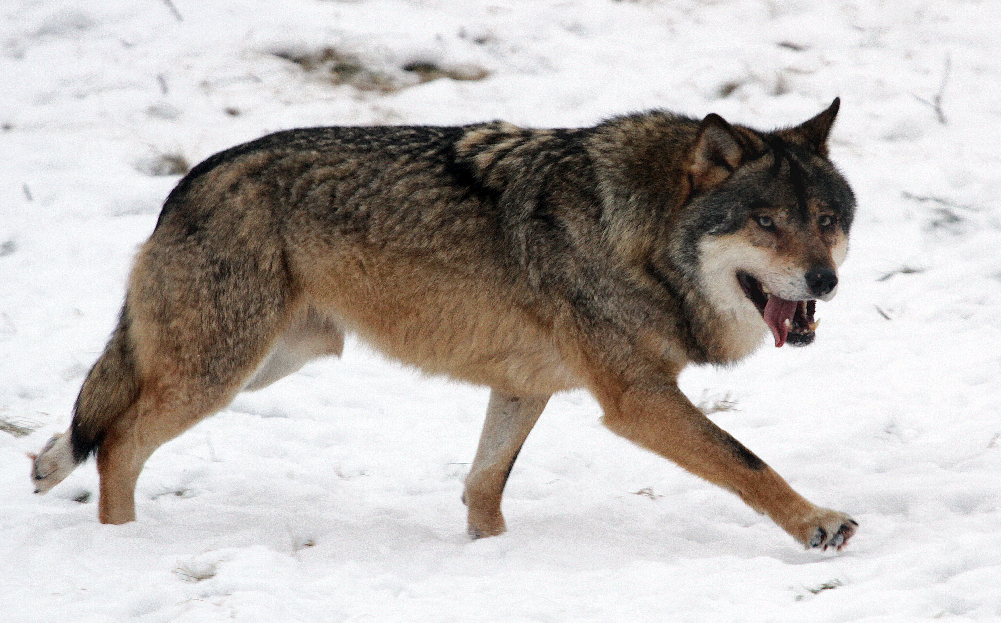 Ingen forklaring på manglende ulve - Danmarks Jægerforbund