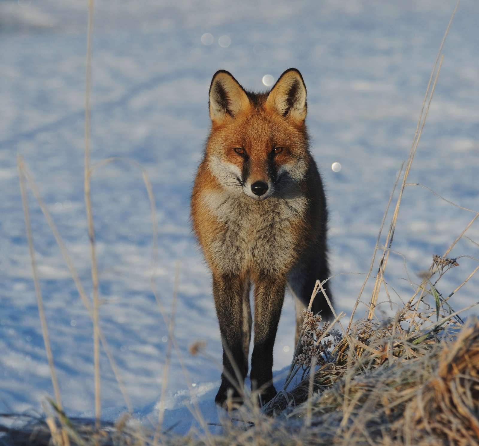 Regler for regulering af ræv, husskade og kage i februar - Danmarks ...